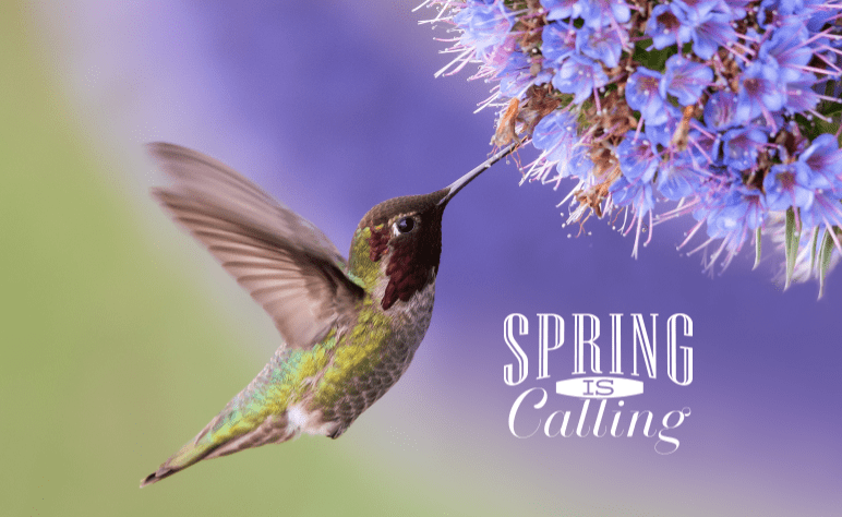 Spring is Calling! March 20th...