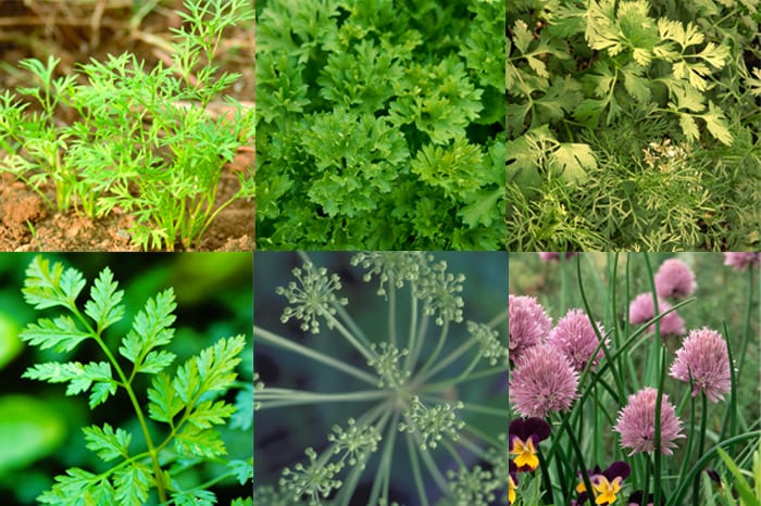 Best Herbs for Spring