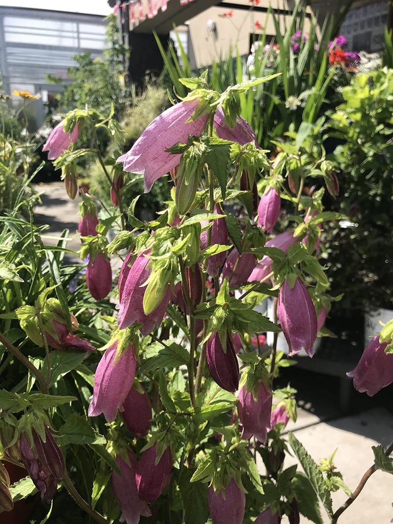Perennial Flowers and Plants in Denver, CO