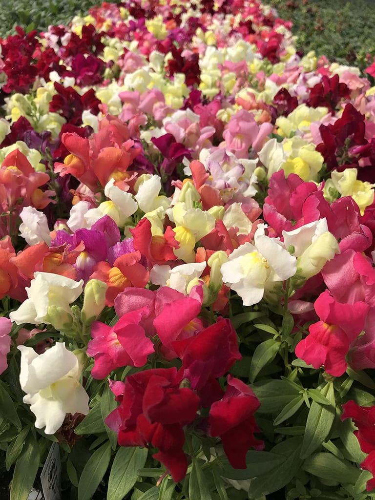 Annuals and Flowering Plants for Your Denver, CO Garden