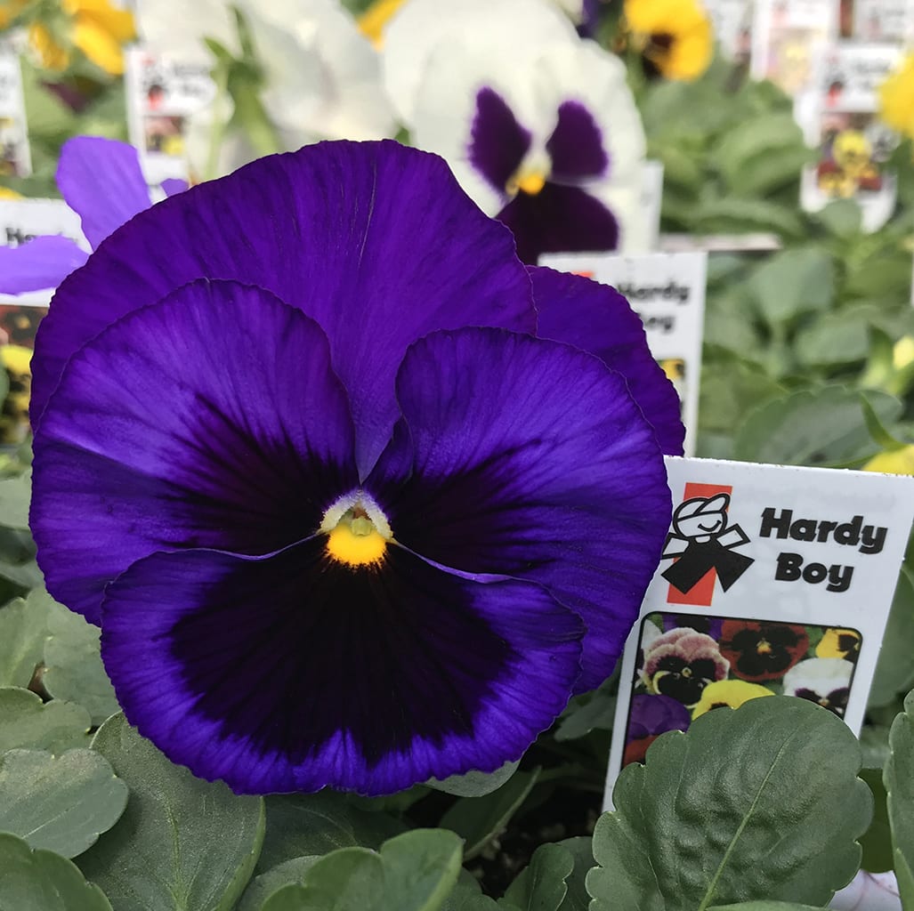 Annuals and Flowering Plants for Your Denver, CO Garden