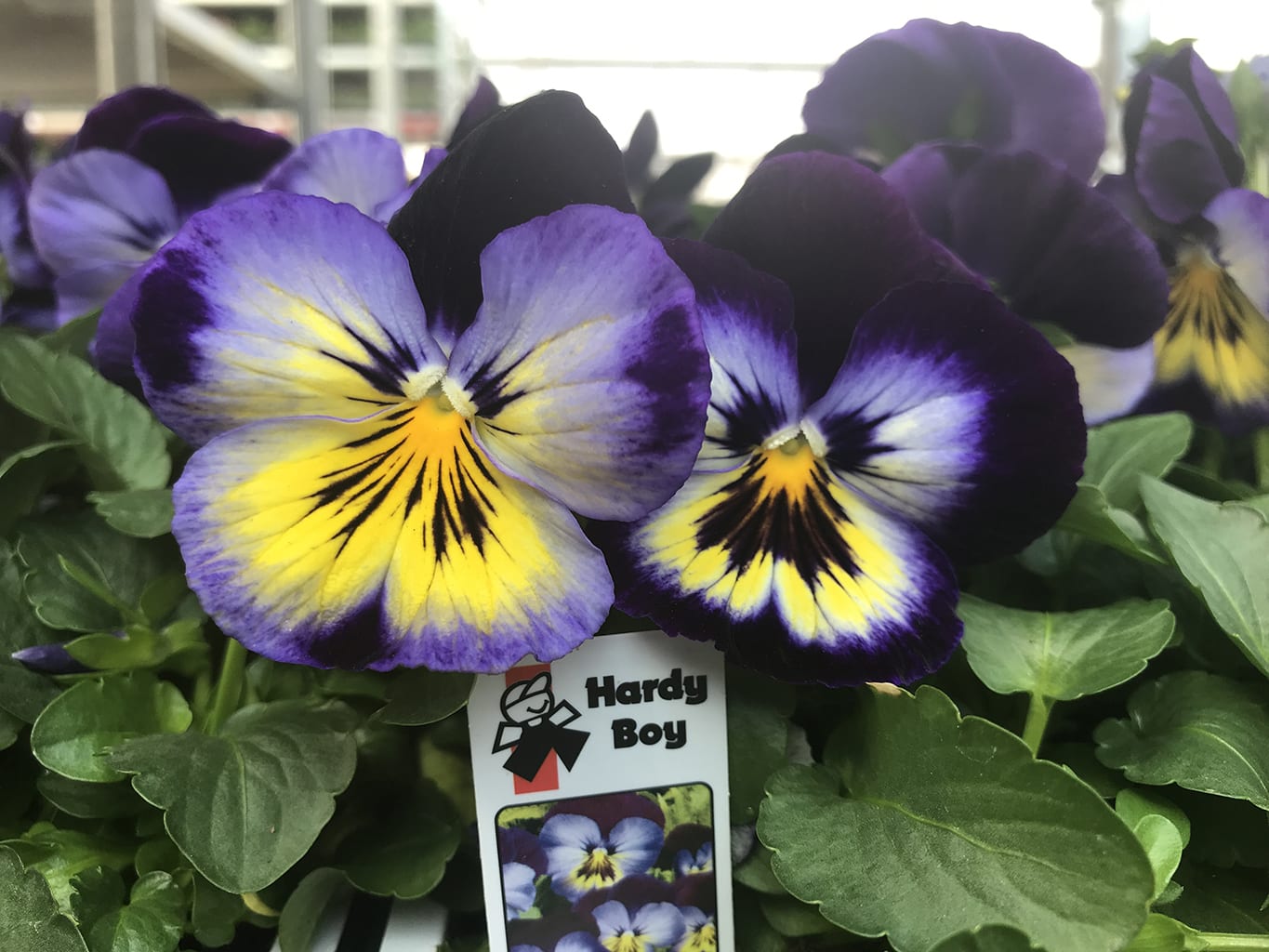 Annuals and Flowering Plants for Your Denver, CO Garden