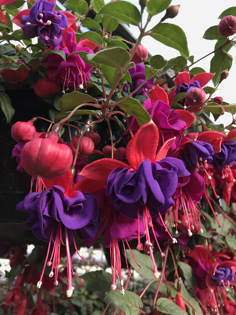 Annuals and Flowering Plants for Your Denver, CO Garden