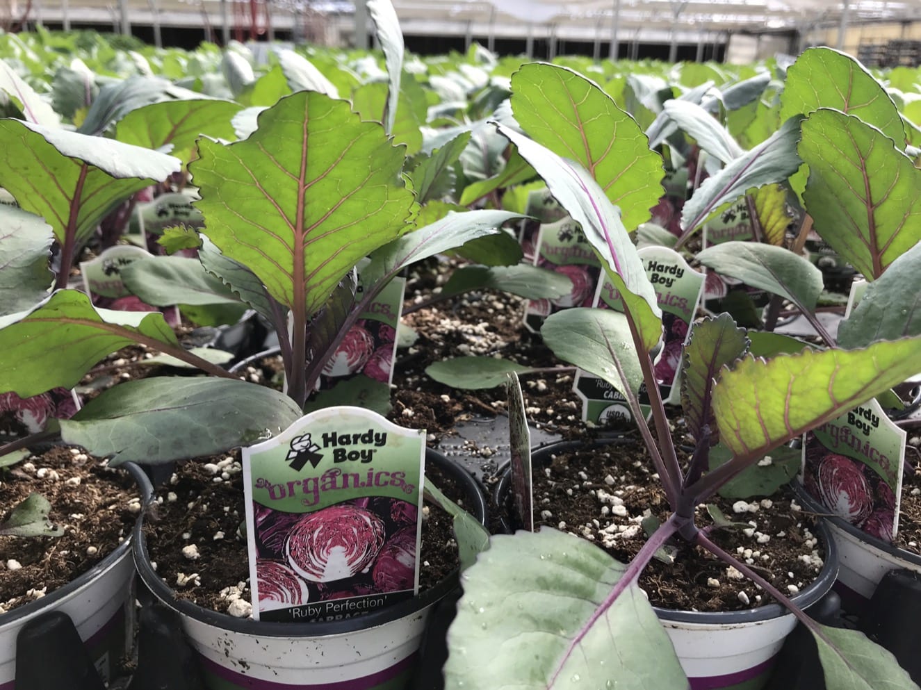 Denver, CO Veggies and Herbs Garden