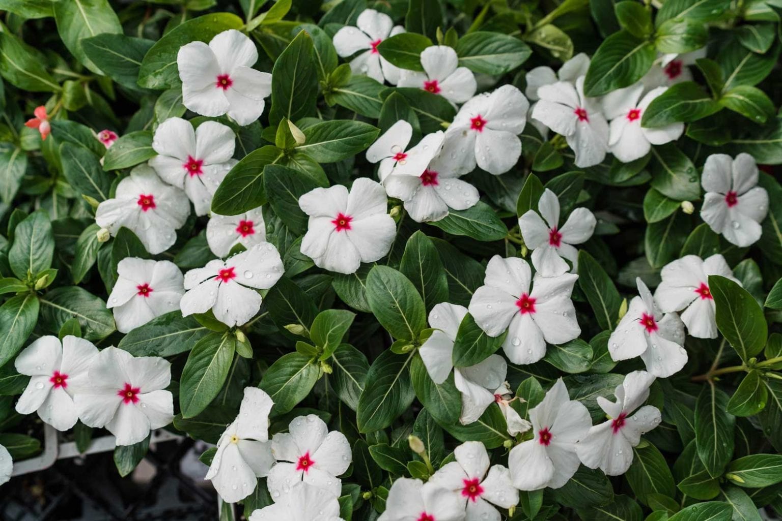 Annuals and Flowering Plants for Your Denver, CO Garden