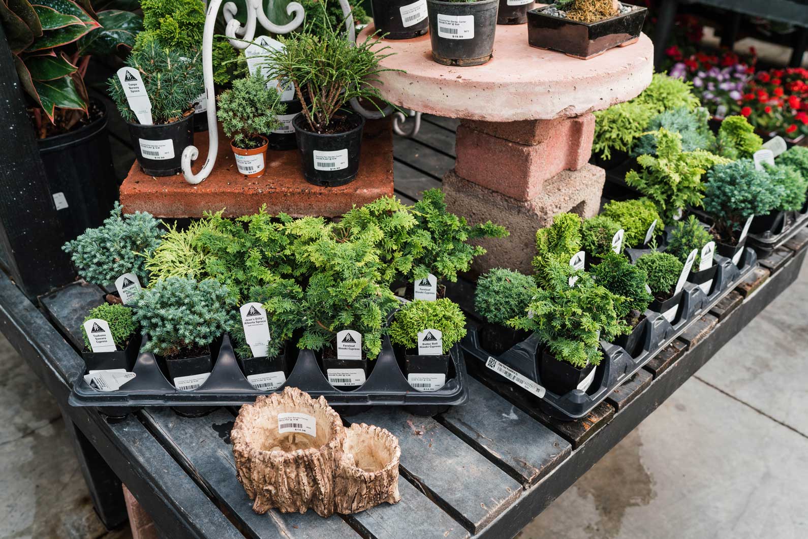 Exceptional Selection of Trees at Denver, CO Tree Nursery