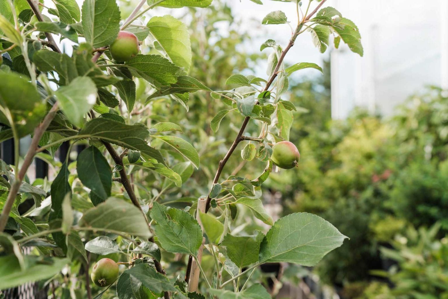 Exceptional Selection of Trees at Denver, CO Tree Nursery